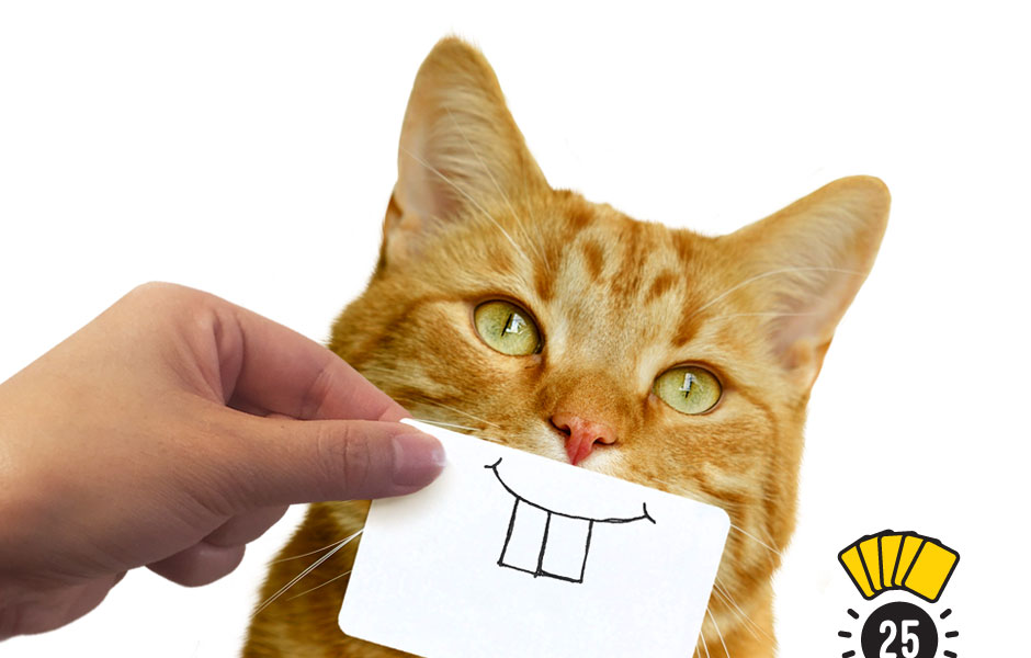 Cats Snap : Give your cat character and snap it.